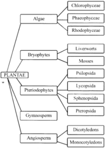 Plant Kingdom Class 11 Chapter 3 Questions And Answers