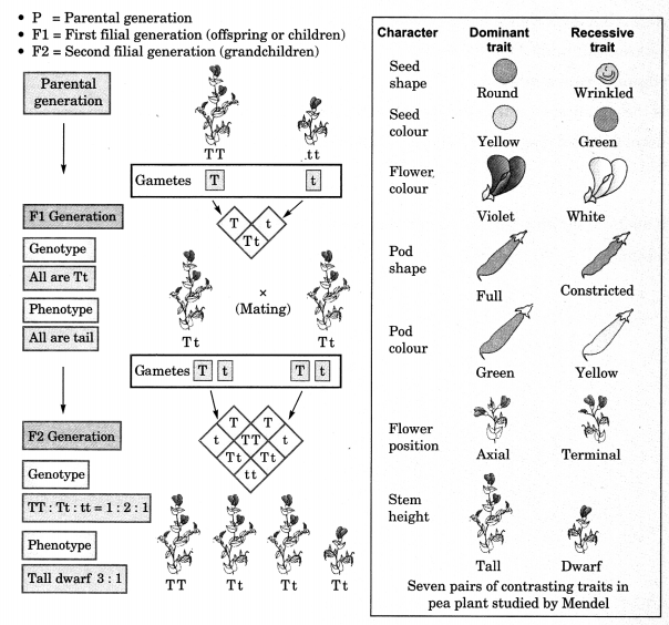 Cbse Class 10 Science Chapter 9 Notes Heredity And Evolution Ncert Books
