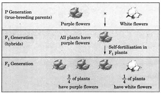 Heredity And Evolution Class 10 Notes Science Chapter 9