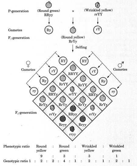 Heredity And Evolution Class 10 Notes Science Chapter 9