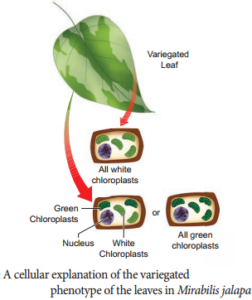 Extra Chromosomal Inheritance – Cytoplasmic Inheritance In Chloroplast