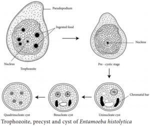 Life Cycle of Entamoeba Histolytica