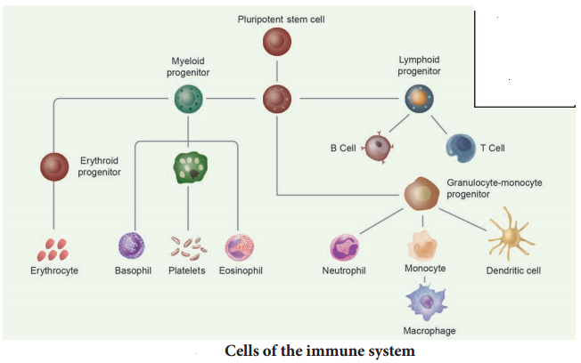 Basic Concepts Of Immunology Basic Concepts Of Immunology