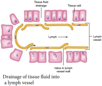 Body Fluids – Types, Composition & Functions Of Body Fluids, Circulation