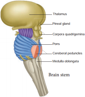 Central Neural System (CNS) | Brain | Spinal Cord