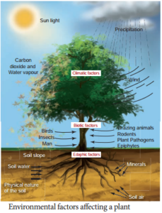 Ecological Factors | Climatic Factors | Edaphic Factors | Topographic ...