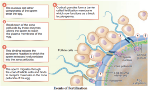 Fertilization and Implantation