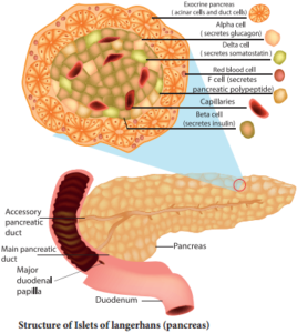 Human Endocrine System Various Types and its Function