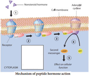 Mechanism of Hormone Action