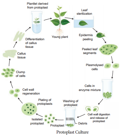 Plant Tissue Culture: Benefit, Structure, Types And Techniques – PDDYE