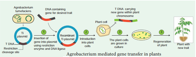 Screening For Recombiants