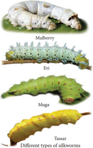 Sericulture – Diseases and Pests of Silkworm