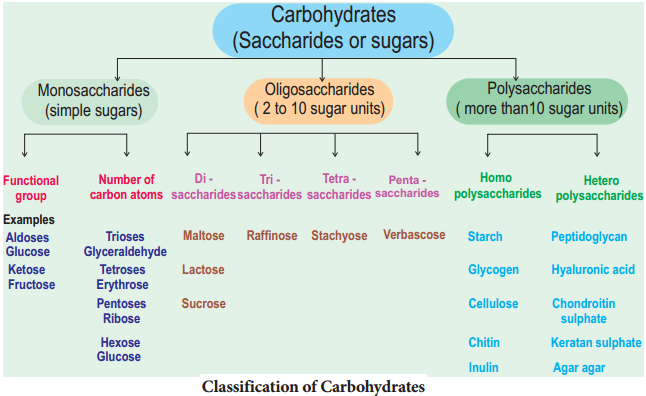 Carbohydrate Definition Classification Examples Carbohydrate Definition Classification Examples
