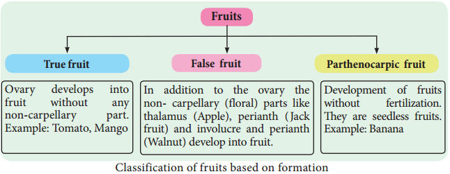 Fruits – Structure of Fruits and its Types