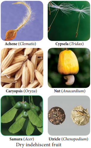 Fruits – Structure of Fruits and its Types