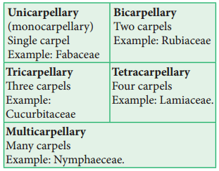 Gynoecium – Definition, Types and its Structure