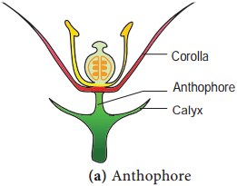 Gynoecium – Definition, Types and its Structure
