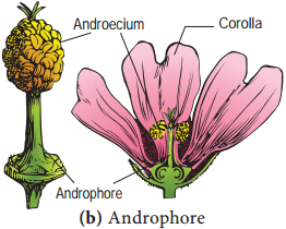 Gynoecium – Definition, Types and its Structure