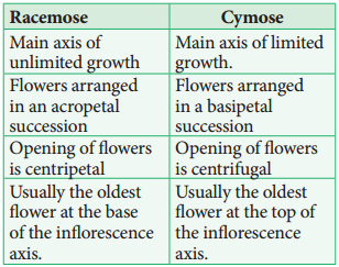 Inflorescene Types and its Characteristics