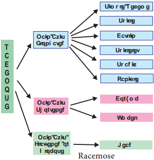 Inflorescene Types and its Characteristics