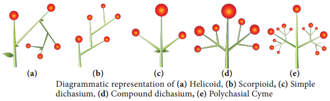 Inflorescene Types and its Characteristics