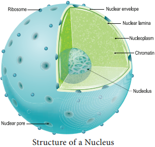 Nucleus