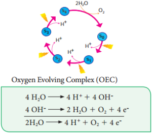 Photo Chemical Phase of Light Reaction