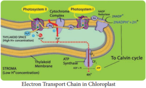 Photo Chemical Phase of Light Reaction