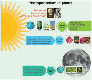 Photoperiodism