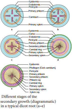 Secondary Growth in Dicot Root