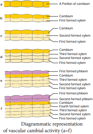 Secondary Growth in Dicot Stem and its Overview