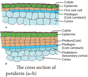Secondary Growth in Dicot Stem and its Overview