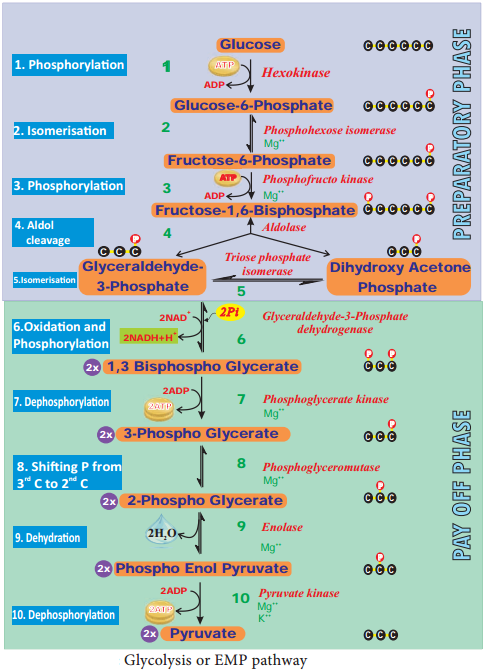 Stages of Respiration – Definition, Phases, Flow Chart