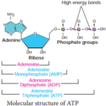 Structure of ATP