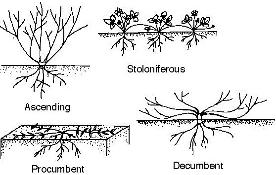 Habit and its Various Types of Vegatative Morphology