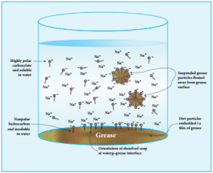 Cleansing Agents Functions and its Types