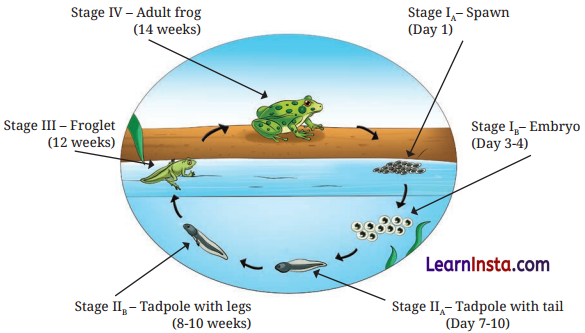 Living Creatures: Exploring their Characteristics Class 6 Extra ...