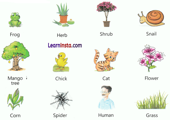 Plants and Animals Live Together Class 3 Worksheet with Answers EVS ...