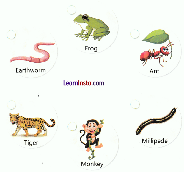 Plants and Animals Live Together Class 3 Worksheet with Answers EVS ...