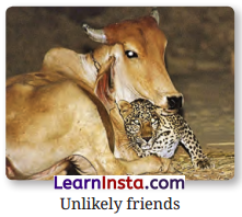 The Unlikely Best Friends Class 6 Question Answer NCERT Solutions