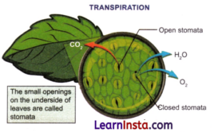 Life Processes in Plants Class 7 Notes Science Chapter 10