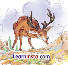 The Old Stag Class 4 Summary in English