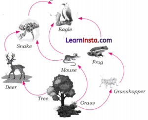 How Nature Works in Harmony Class 8 Extra Questions and Answers Science ...