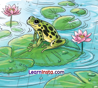 The Frog Class 5 Summary in English